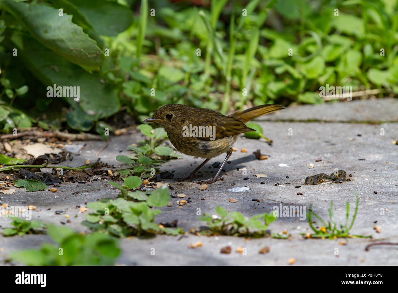 British fledgling birds hi-res stock photography and images - Alamy