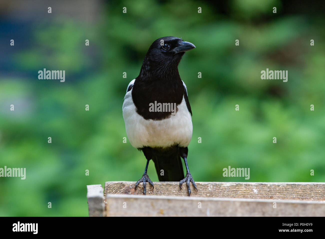 Magpie. Pica pica. Portrait of single adult on bird table. West ...