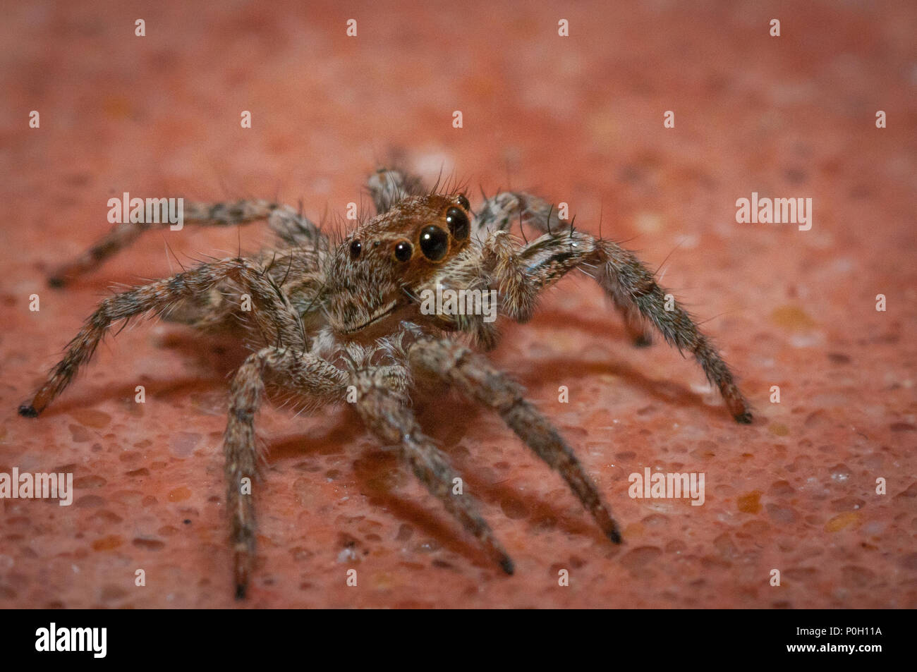 Spider mouth hi-res stock photography and images - Alamy