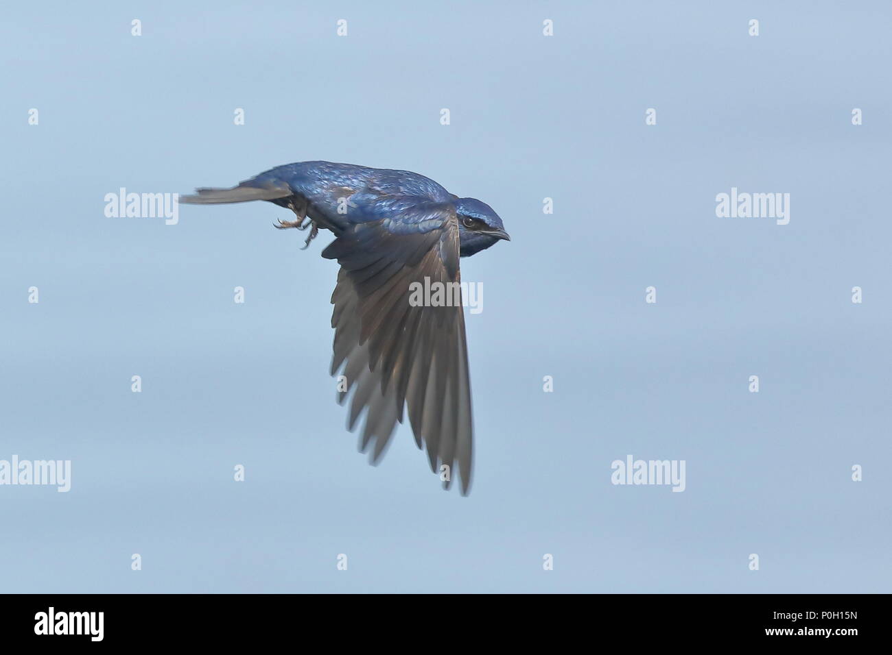 Purple Martins Flying High Resolution Stock Photography and Images - Alamy