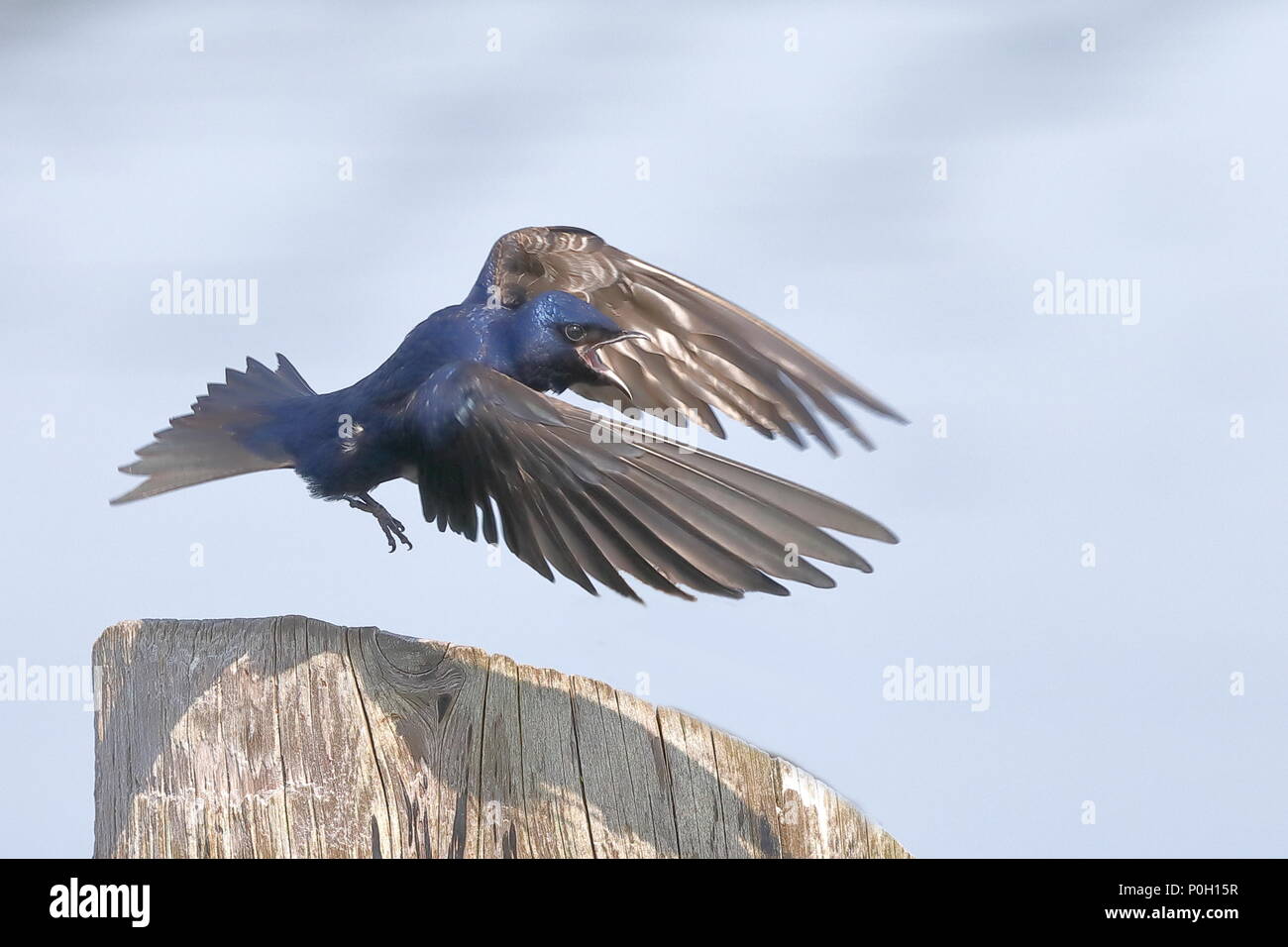Purple martin in flight hi-res stock photography and images - Alamy