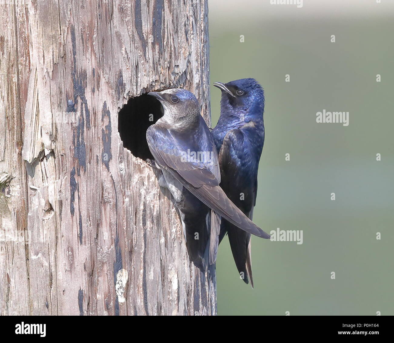 Purple Martins Flying High Resolution Stock Photography and Images - Alamy