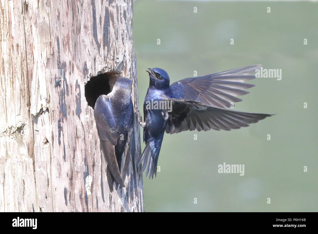 Purple martins flying hi-res stock photography and images - Alamy