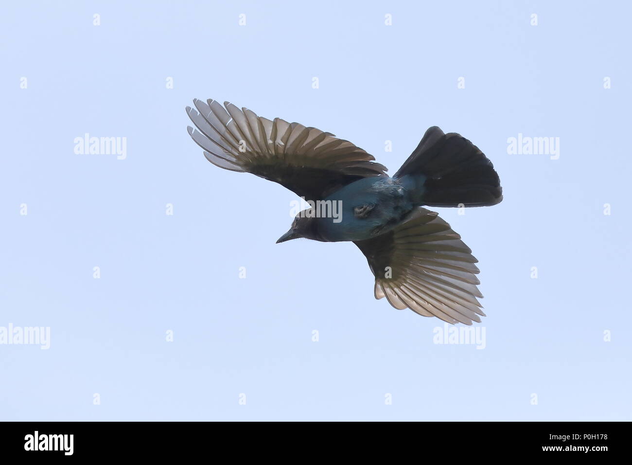 Blue jay flying hi-res stock photography and images - Alamy