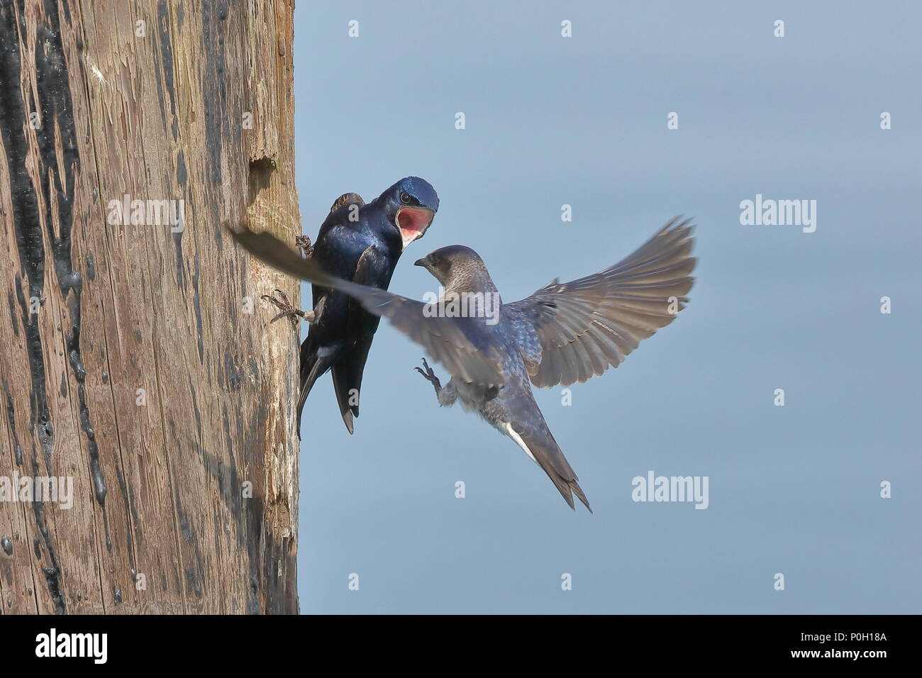 Nesting Purple Martins Stock Photo Alamy