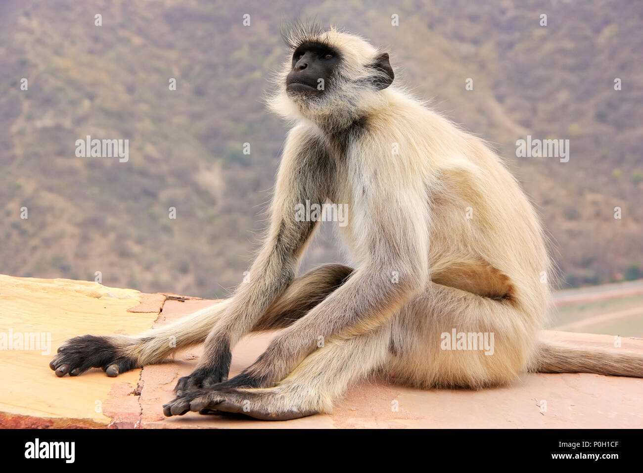Gray langur sitting in Jaigarh Fort near Jaipur, Rajasthan, India. Gray ...