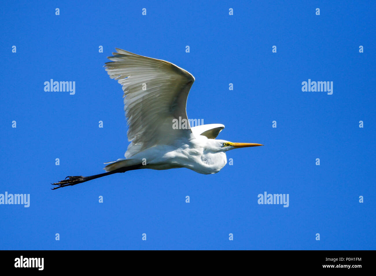 Great Egret (Ardea alba) flying in blue sky Stock Photo - Alamy