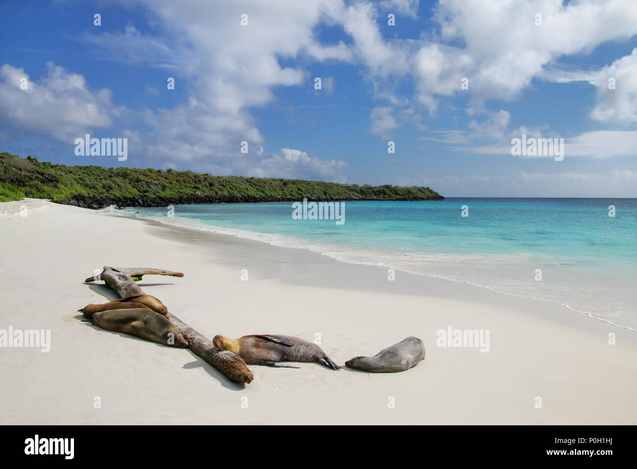 Group of Galapagos sea lions resting on sandy beach in Gardner Bay ...