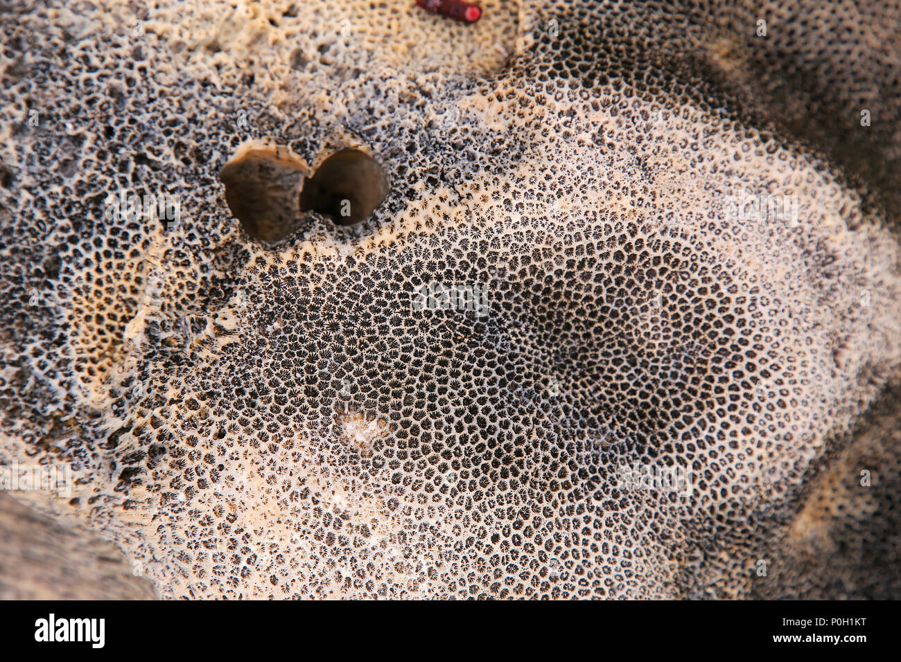 Dead coral up on beach hi-res stock photography and images - Alamy