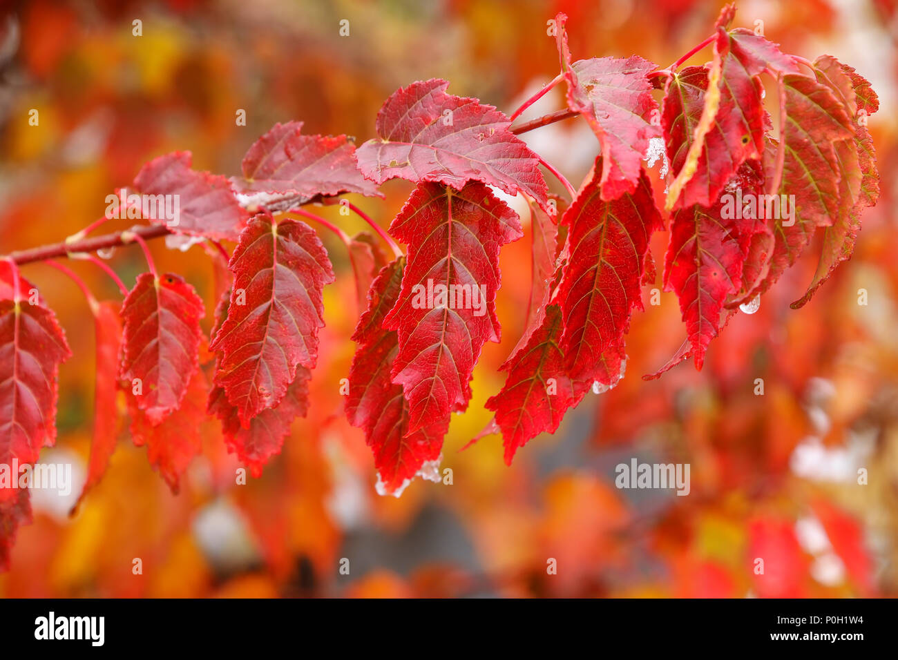 Amur maple hi-res stock photography and images - Alamy