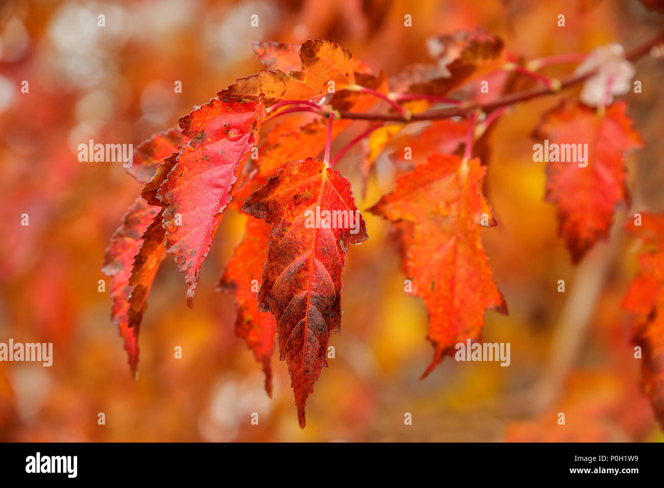 Amur maple hi-res stock photography and images - Alamy