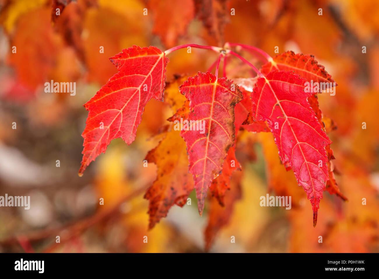 Amur maple hi-res stock photography and images - Alamy