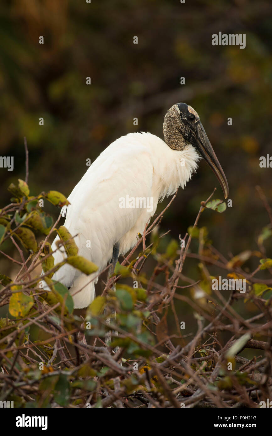 Wood stork beach hi-res stock photography and images - Alamy