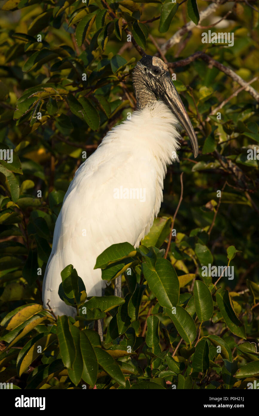 Southern stork bird hi-res stock photography and images - Alamy