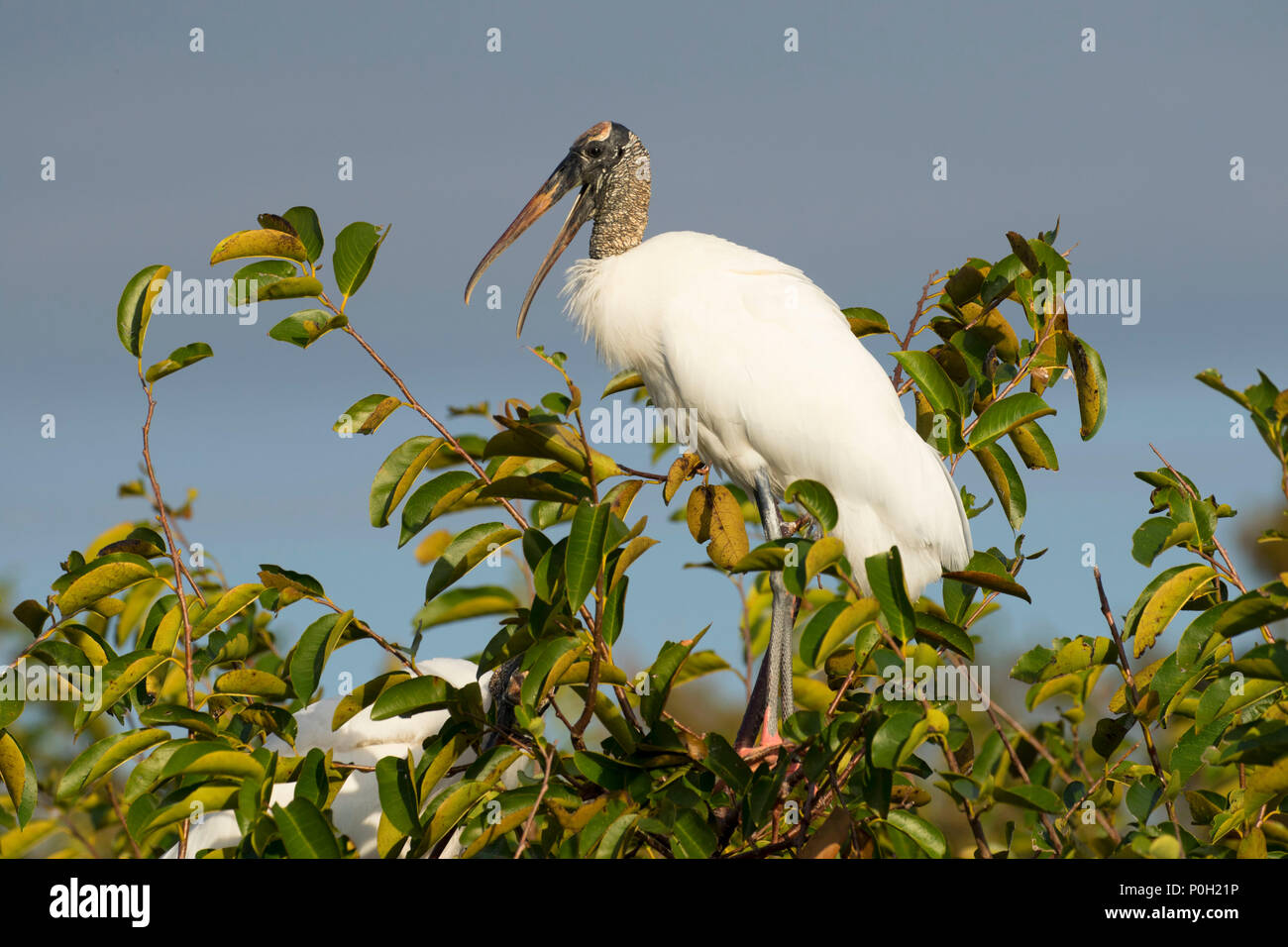 Southern stork bird hi-res stock photography and images - Alamy