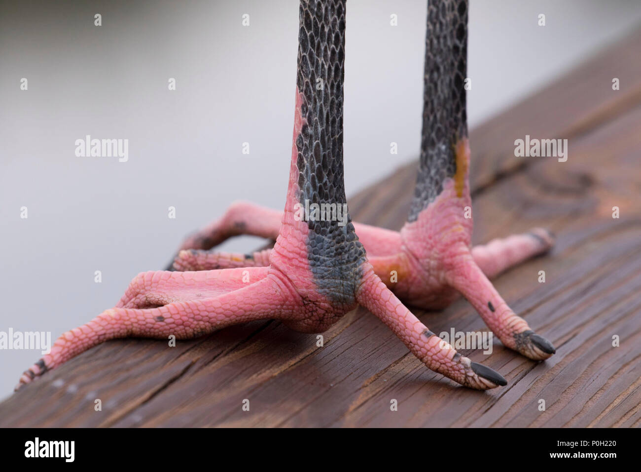 Wood stork (Mycteria americana) feet, Wakodahatchee Wetlands, Delray ...