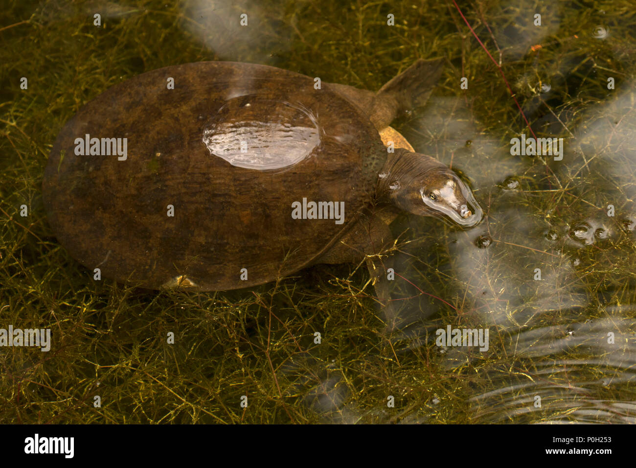 Florida softshell turtle (Apalone ferox), Green Cay Nature Center ...