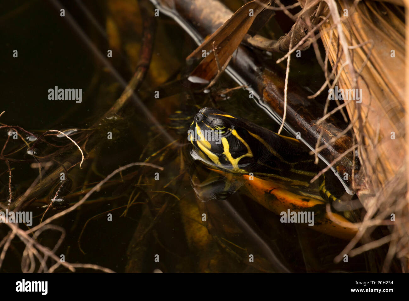 Florida redbellied turtle (Pseudemys nelsoni), Green Cay Nature Center ...