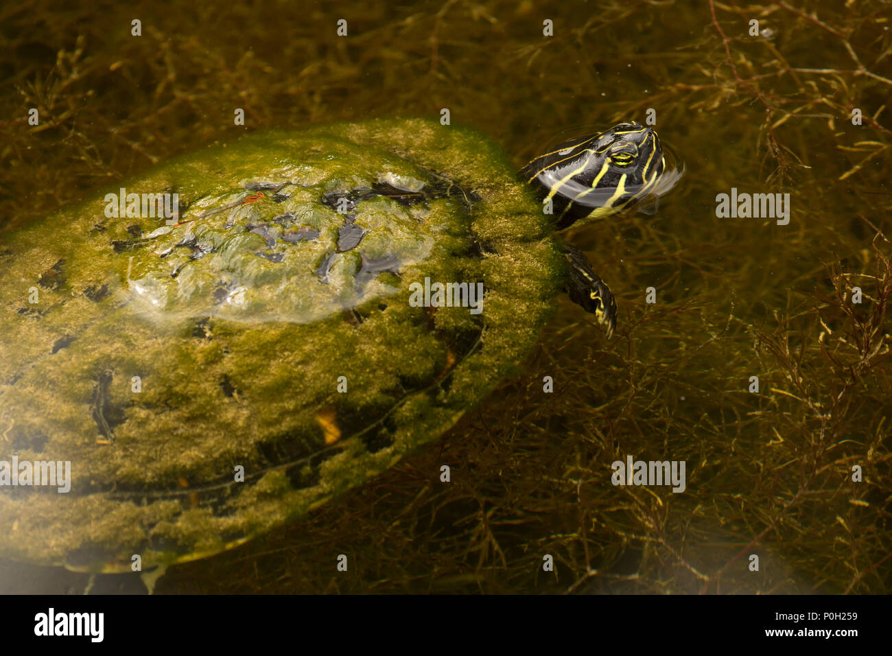 Florida redbellied turtle (Pseudemys nelsoni), Green Cay Nature Center ...