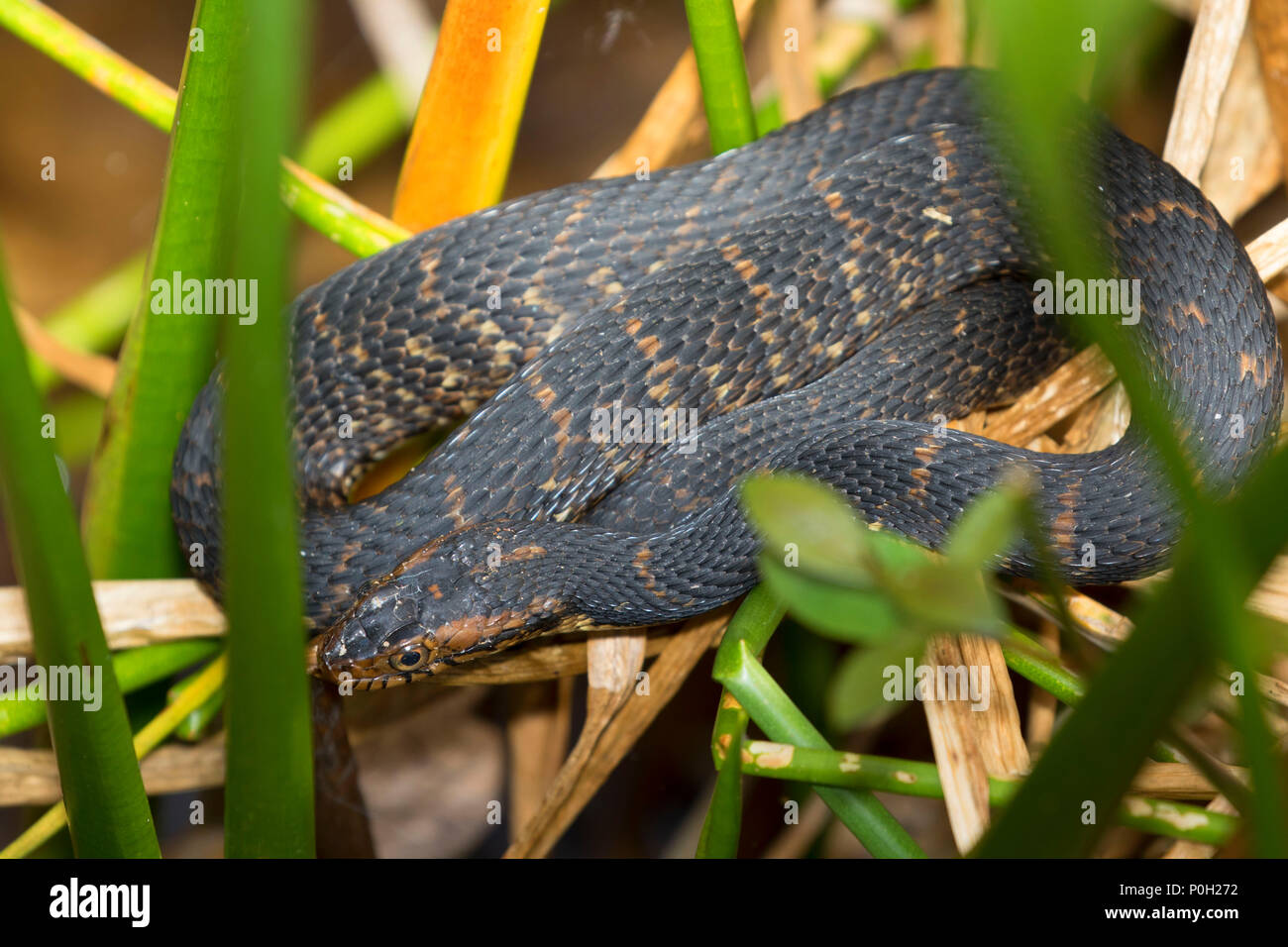 Florida water snake (Nerodia fasciata), Green Cay Nature Center ...