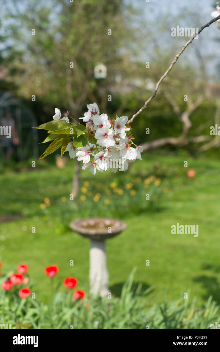 Prunus Tai Haku and bird bath Stock Photo - Alamy