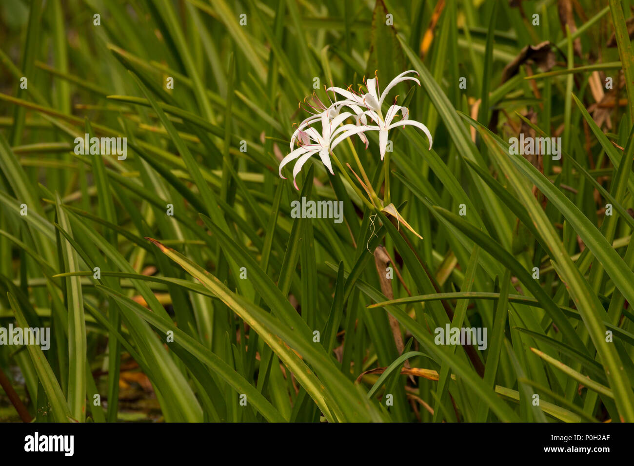 Swamp lily (Crinum americanum), Peaceful Waters Sanctuary, Wellington ...