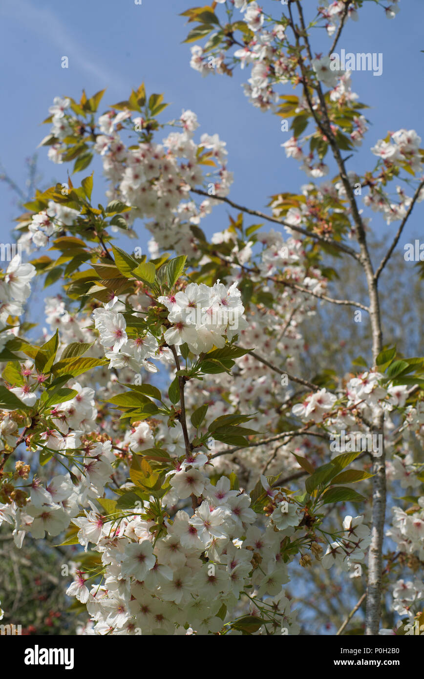 Prunus Tai Haku tree Stock Photo - Alamy