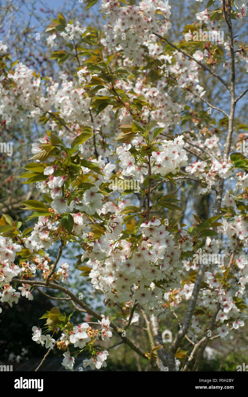 Prunus tai haku hi-res stock photography and images - Alamy