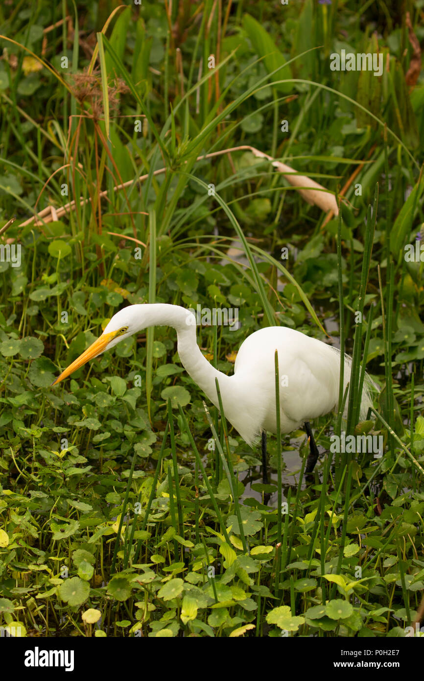 Great egret (Ardea alba), Peaceful Waters Sanctuary, Wellington ...