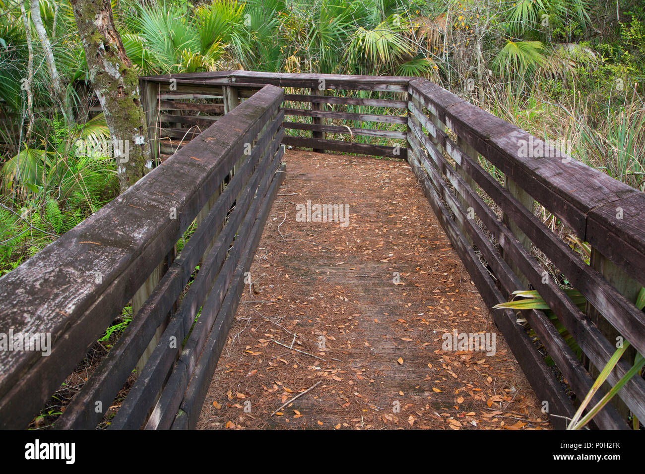 Hungryland Trail boardwalk, J.W. Corbett Wildlife Management Area ...