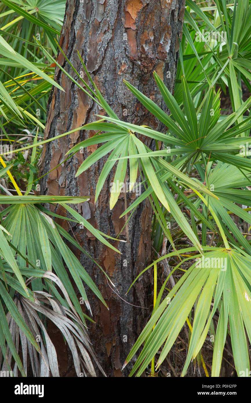 Pine forest along Hungryland Trail, J.W. Corbett Wildlife Management ...