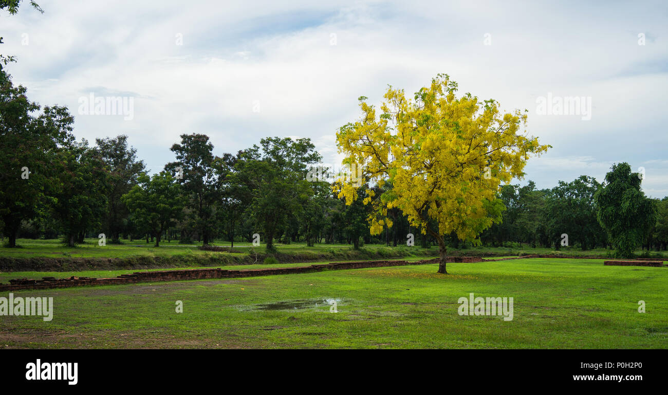 Thailand yellow flower tree hi-res stock photography and images - Alamy