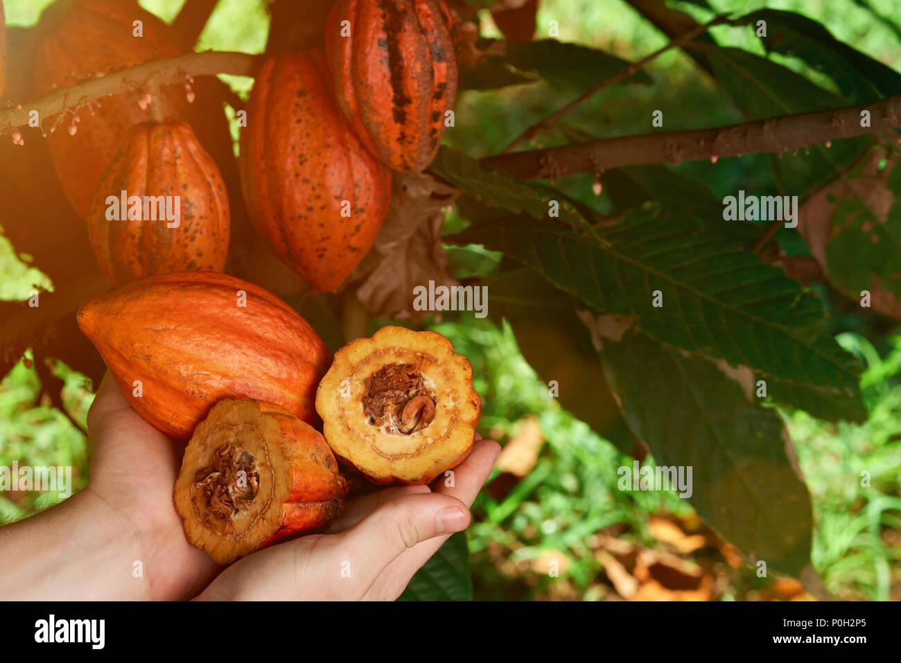Natural cacao farm background. Raw fresh cocoa pod in farmer hands ...
