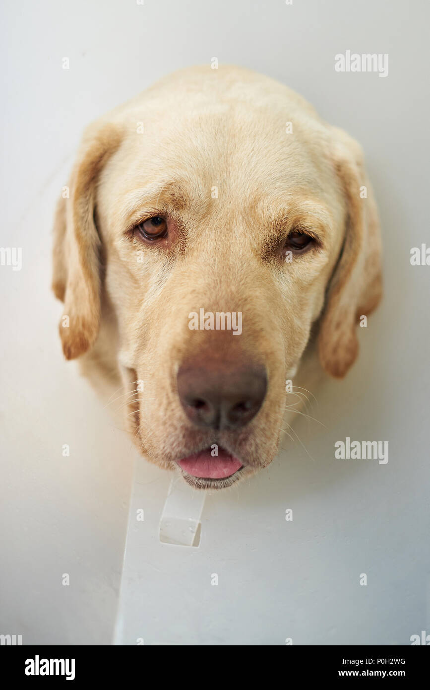 Portrait of injured labrador dog on white plastic cone background Stock ...