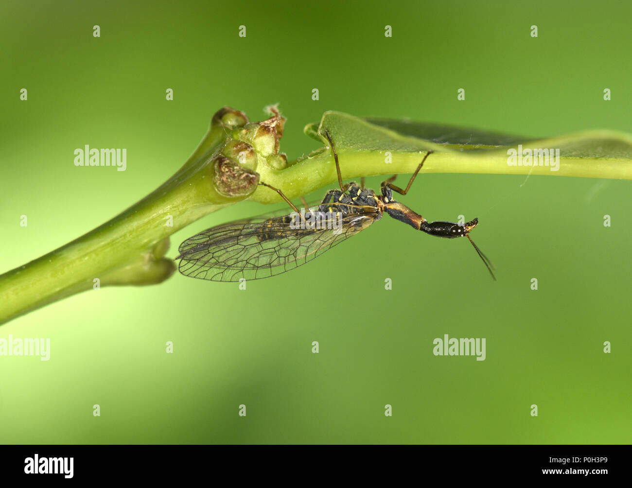 Family raphidiidae hi-res stock photography and images - Alamy