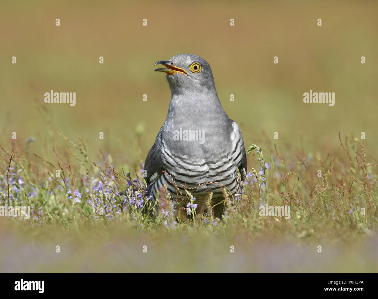 Cuckoo - Cuculus canorus Stock Photo - Alamy