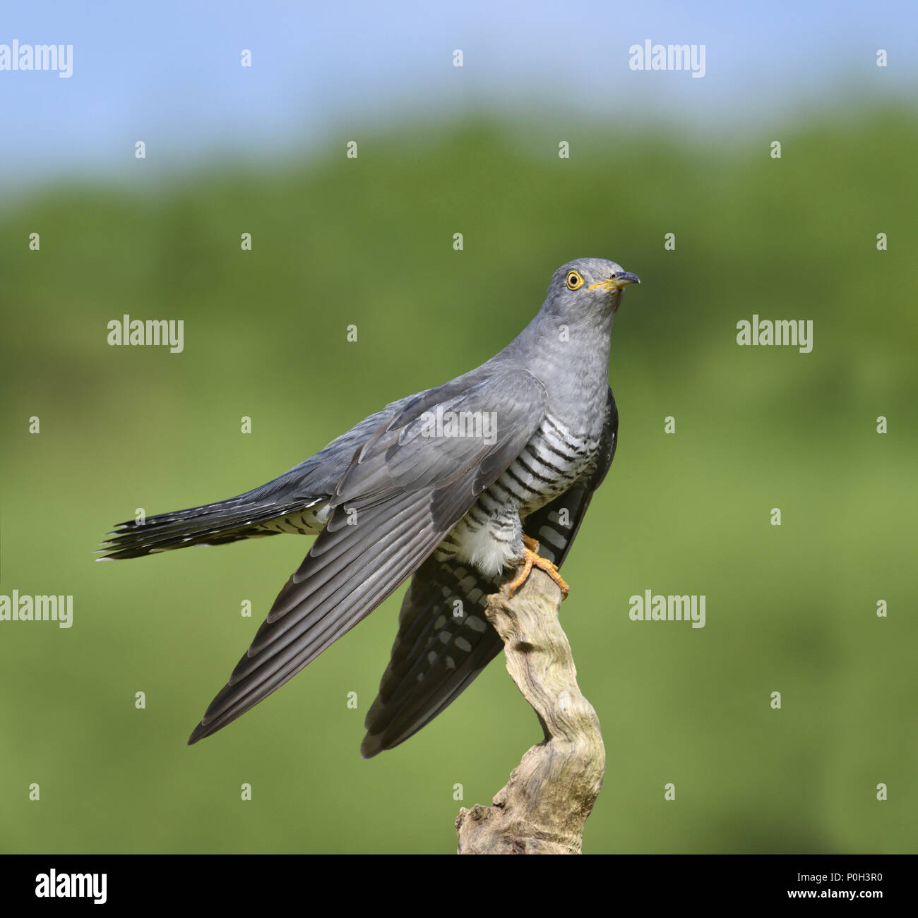 Cuckoo - Cuculus canorus Stock Photo - Alamy