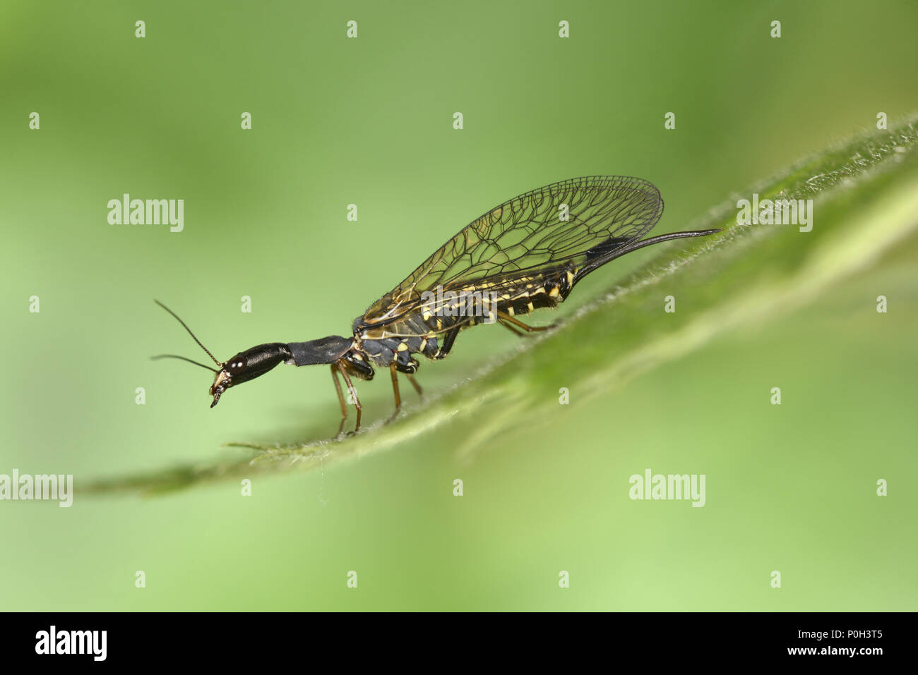 Phaeostigma notata - a snakefly, family Raphidiidae Stock Photo - Alamy