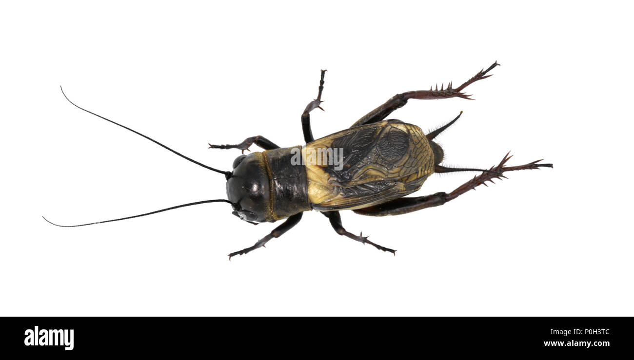 Field Cricket - Gryllus campestris male Stock Photo - Alamy