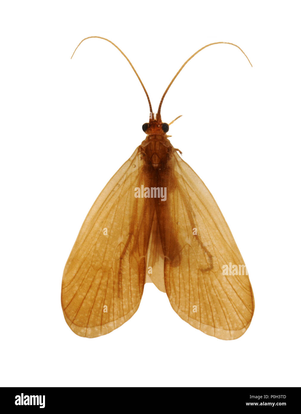 Brown sedge hi-res stock photography and images - Alamy