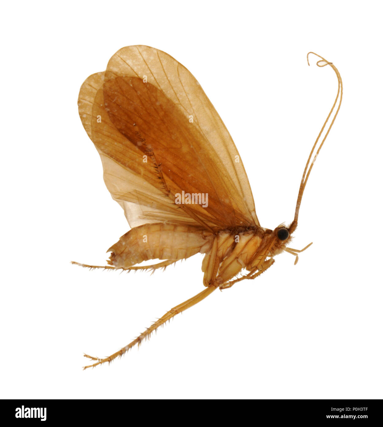 Scarce brown sedge hi-res stock photography and images - Alamy