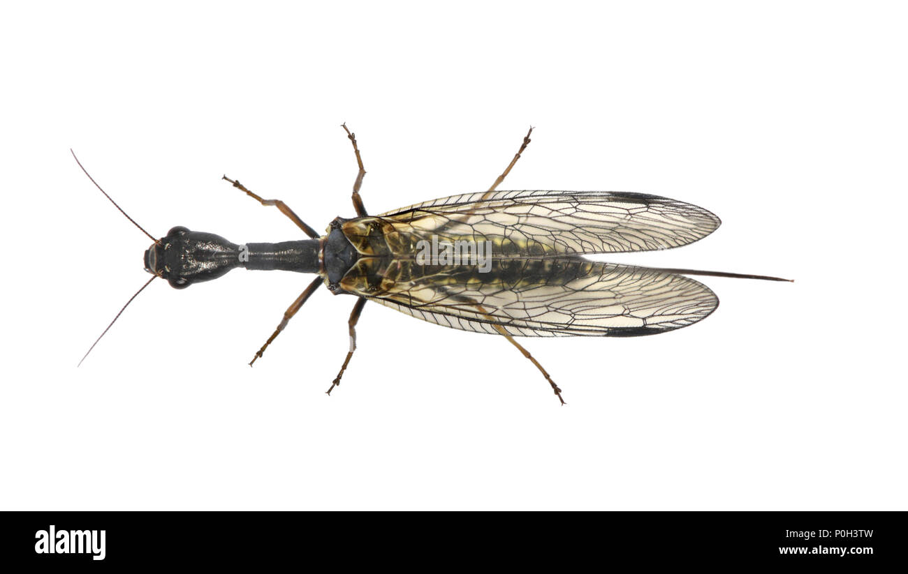 Phaeostigma notata - a snakefly, family Raphidiidae Stock Photo - Alamy