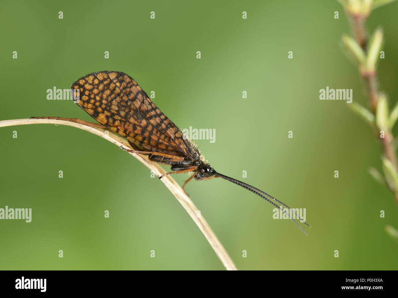 Window-winged Sedge - Hagenella clathrata Stock Photo - Alamy