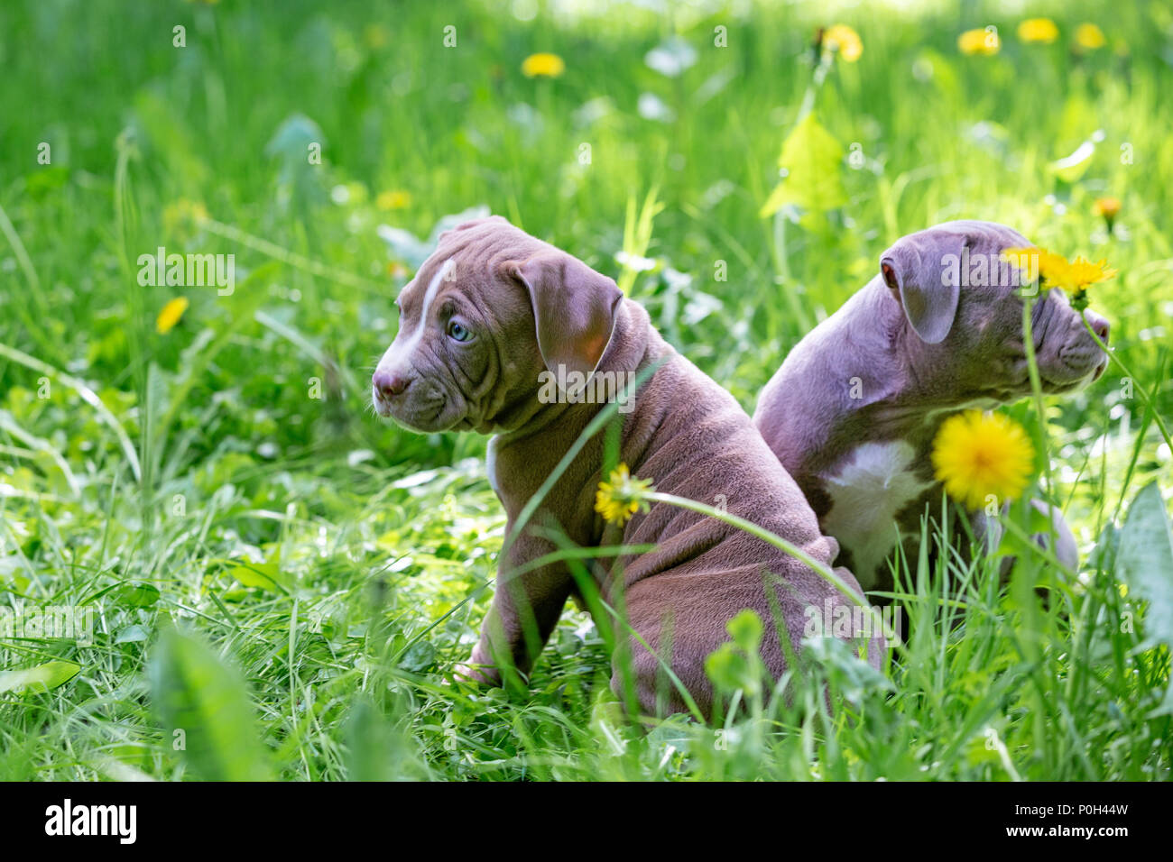 Cute little dogs sitting among yellow flowers in green grass in the ...
