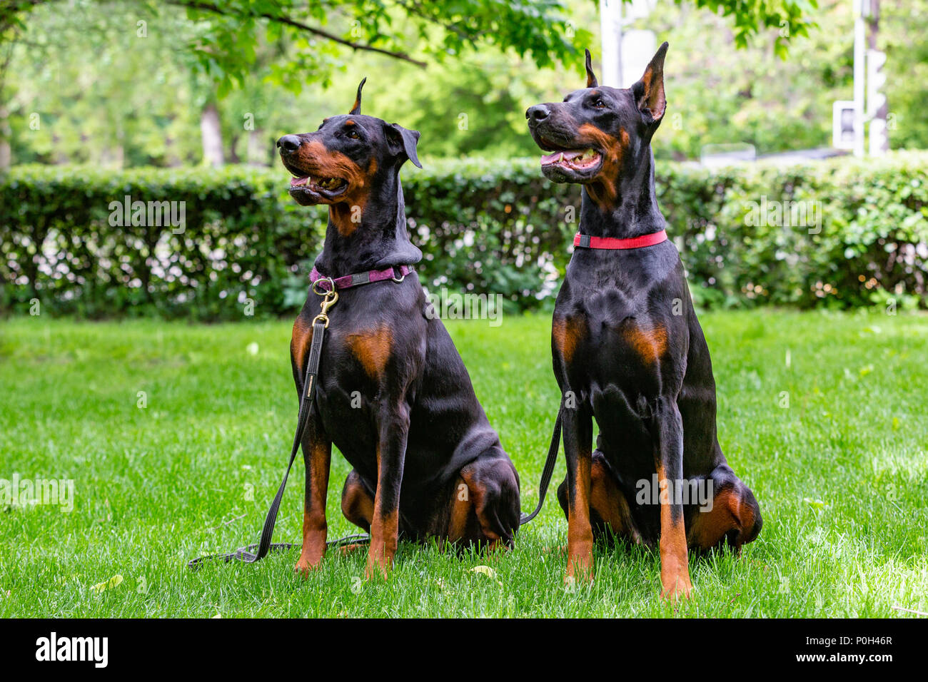 two black dobermans sitting on the grass Stock Photo - Alamy