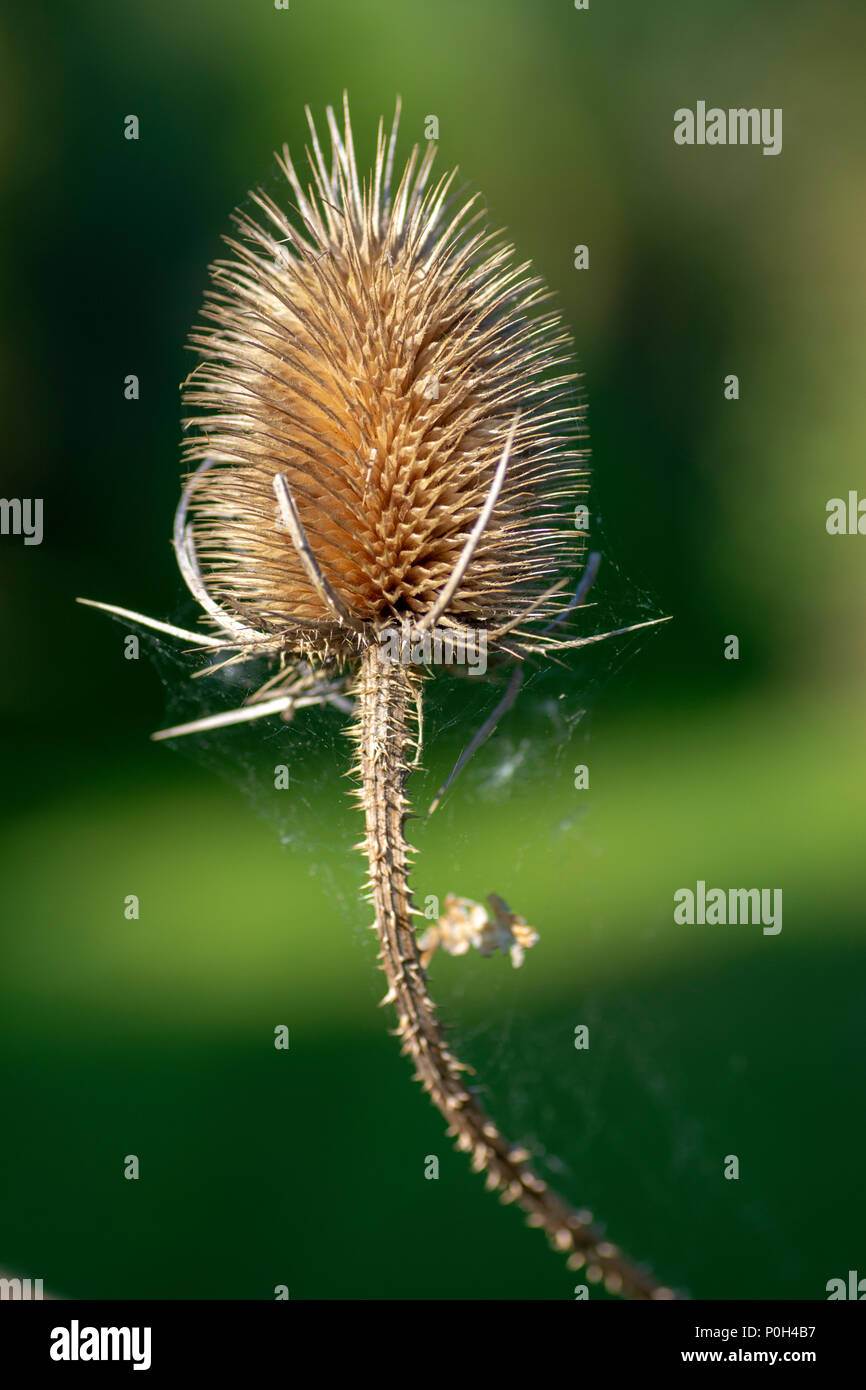 Teasel dried head hi-res stock photography and images - Alamy