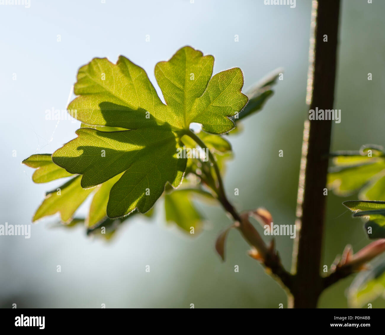 Dappled shadow hi-res stock photography and images - Alamy