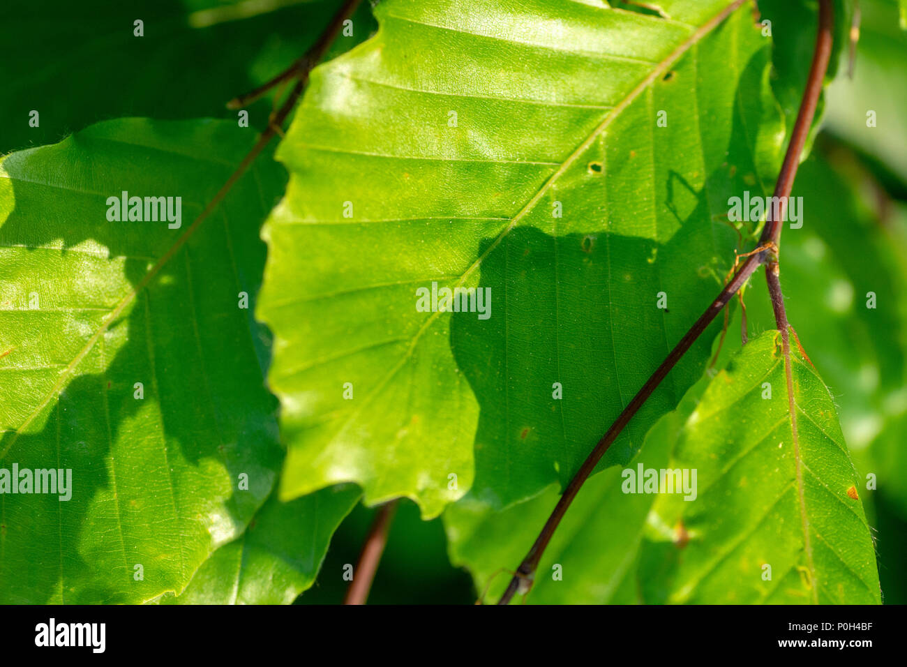 Copper beech (Fagus sylvatica) leaves Stock Photo - Alamy