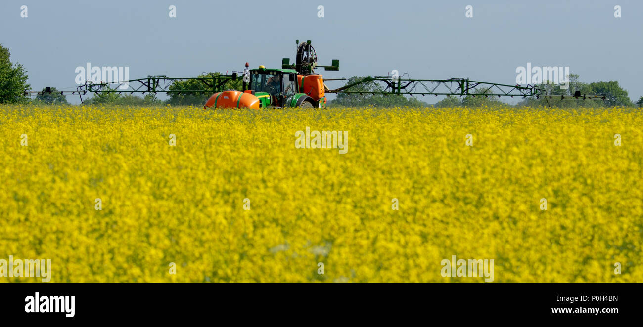 Oil see rape (Brassica napus) crop being sprayed Stock Photo - Alamy