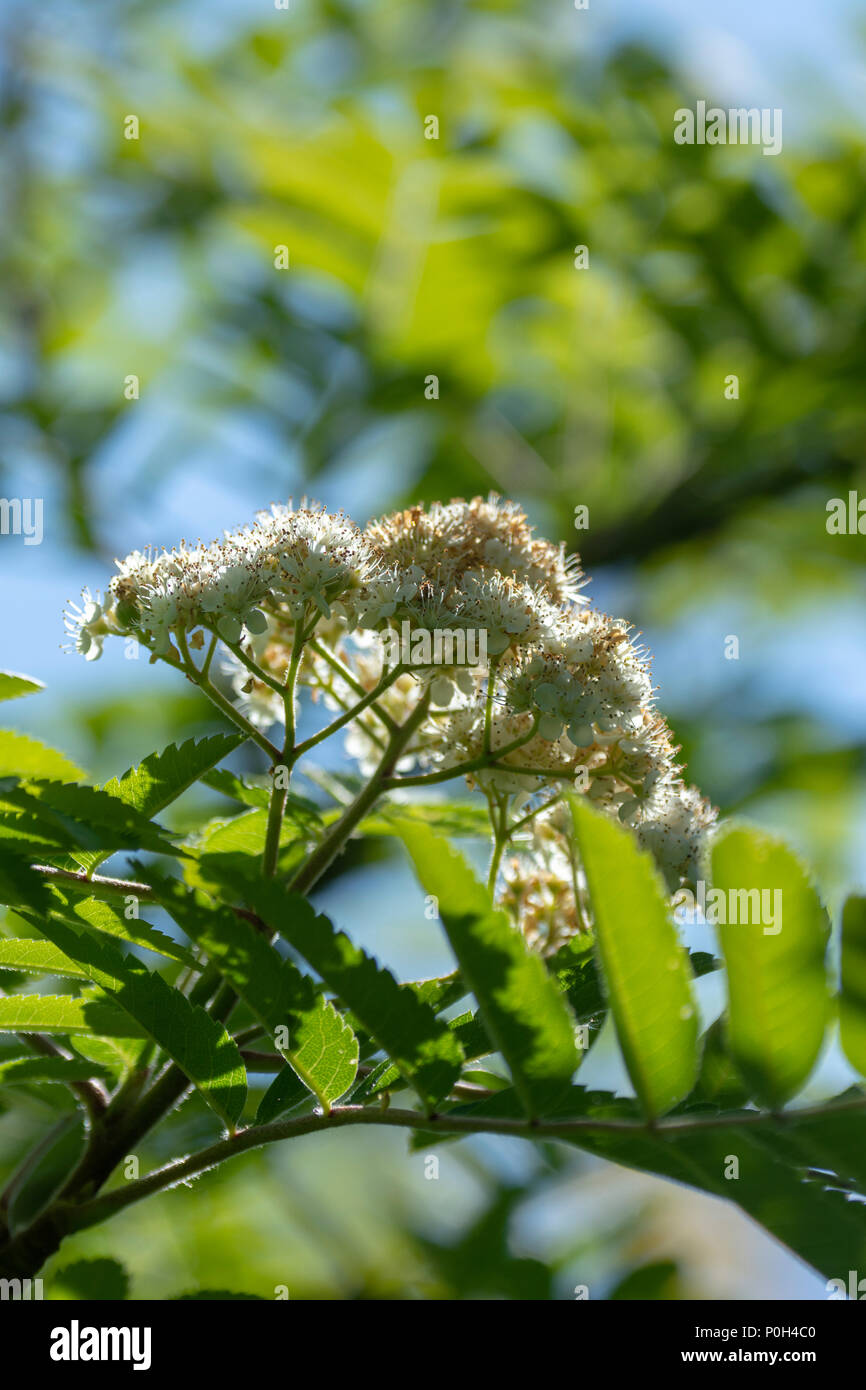 Elder tree (Sambucus nigra) blosom and leaves Stock Photo - Alamy